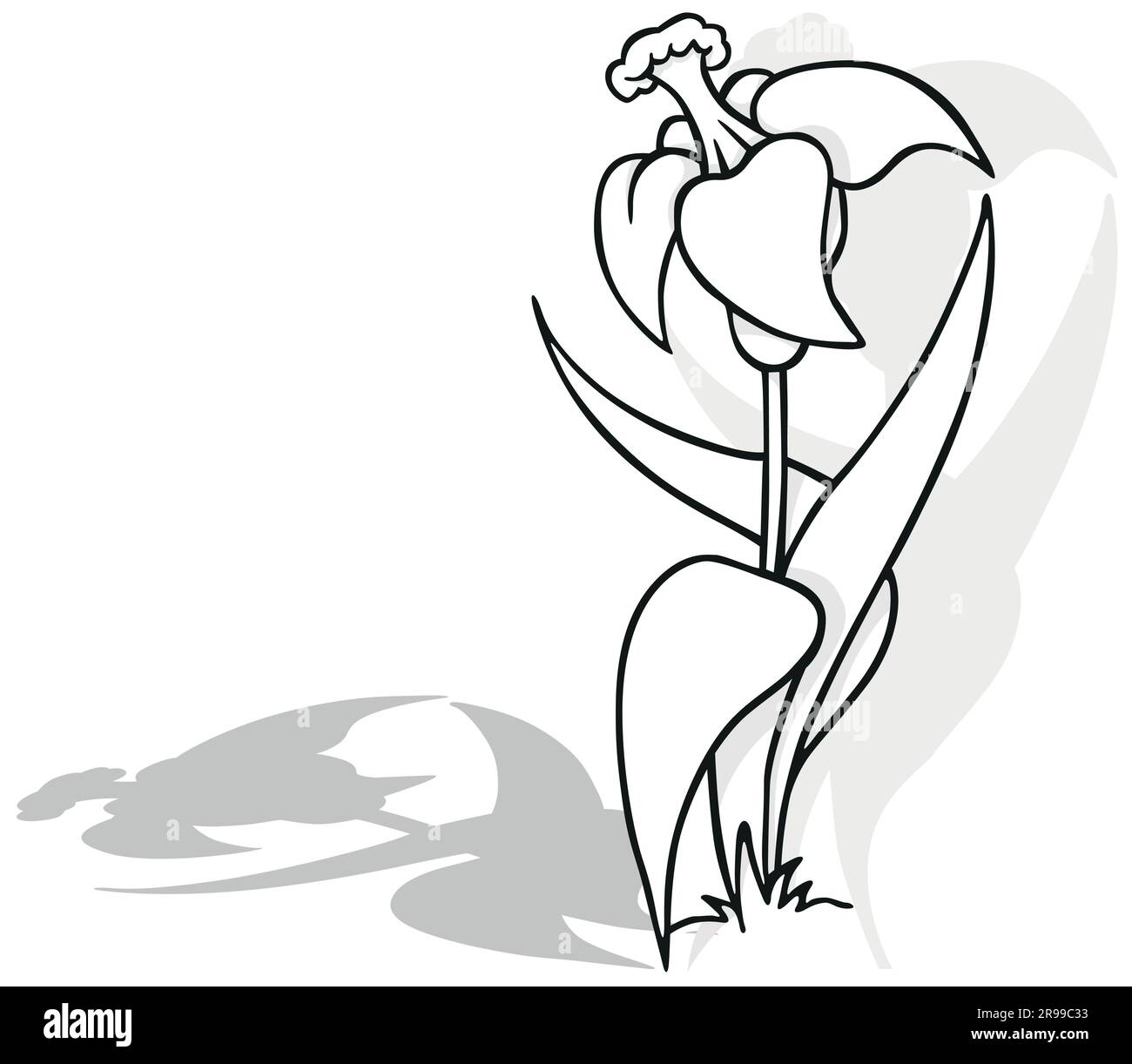 Narcissus flower on white Stock Vector Images - Alamy