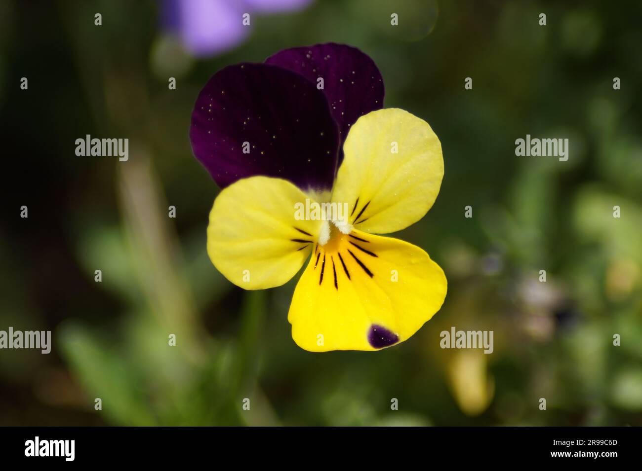 Viola cornuta horned violet hi-res stock photography and images - Alamy