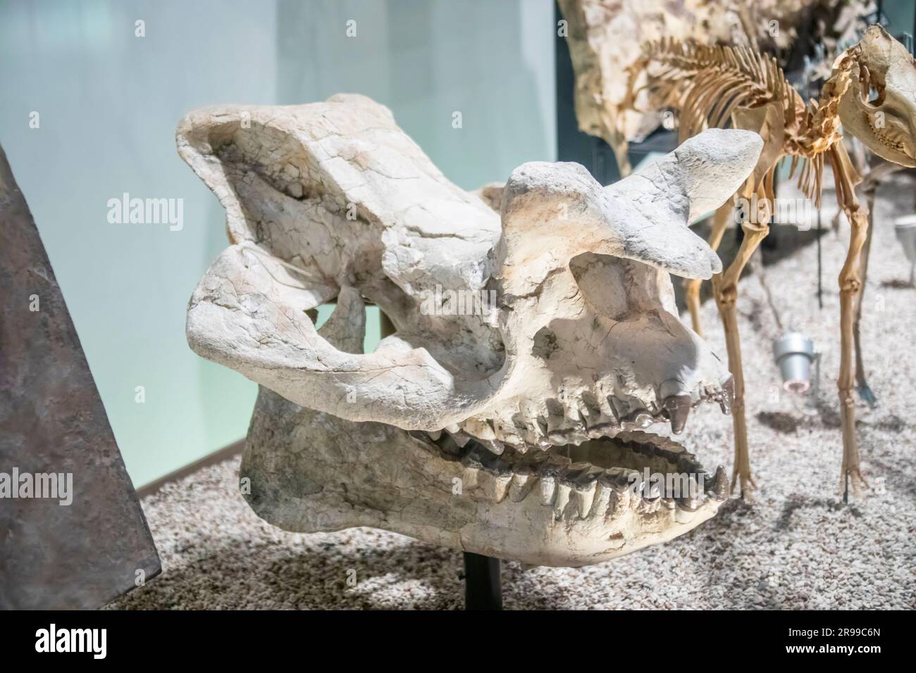 the Megacerops (large-horned face) in global gallery National Museum of ...