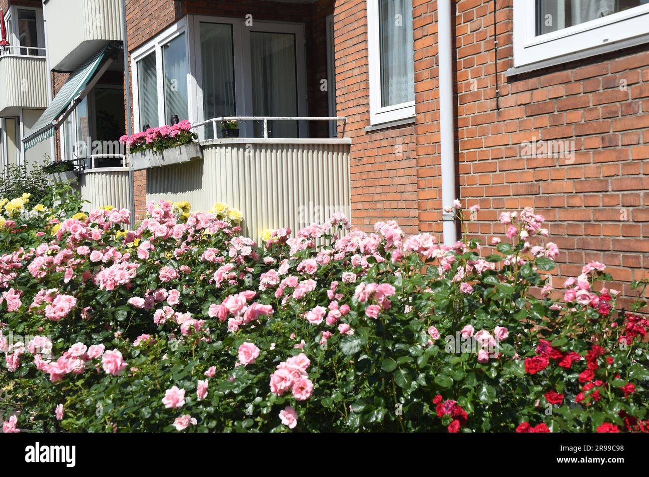 25 June 2023/Rose flowers andplants in street garden in Kastrup danish ...