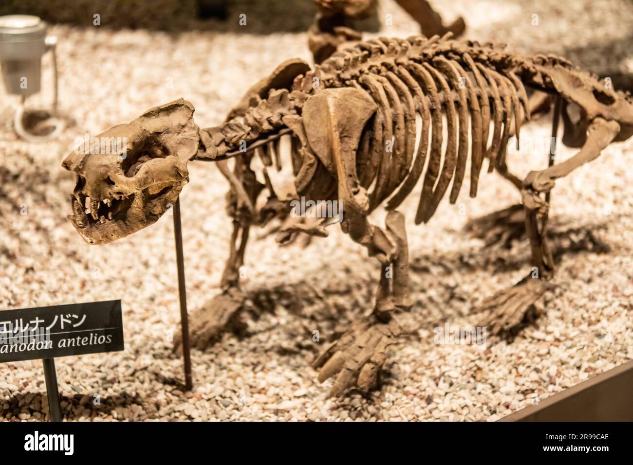 the Ernanodon antelios ("a growing sprouts of toothless animals") in ...