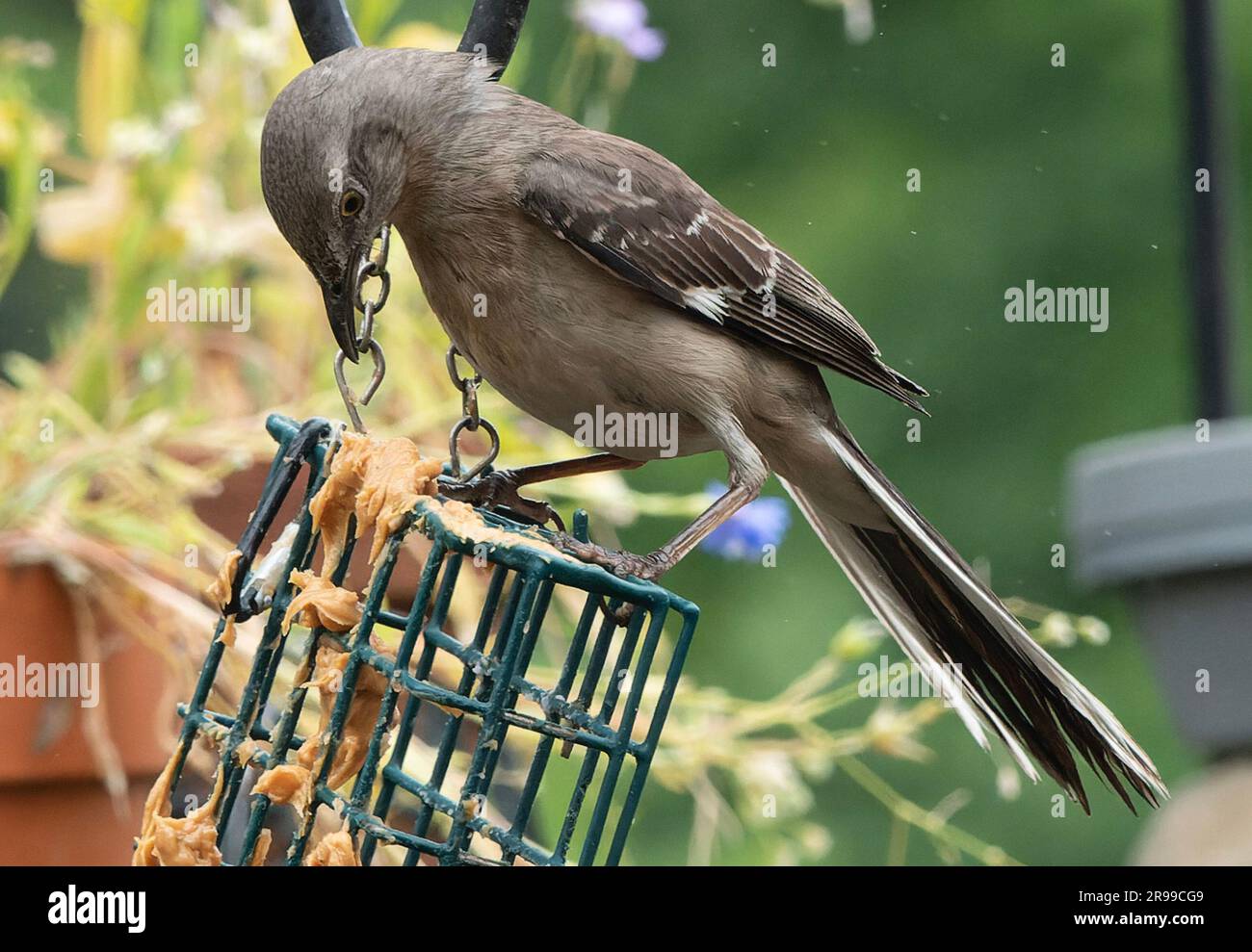 A Northern Mockingbird on a suet feeder Stock Photo - Alamy
