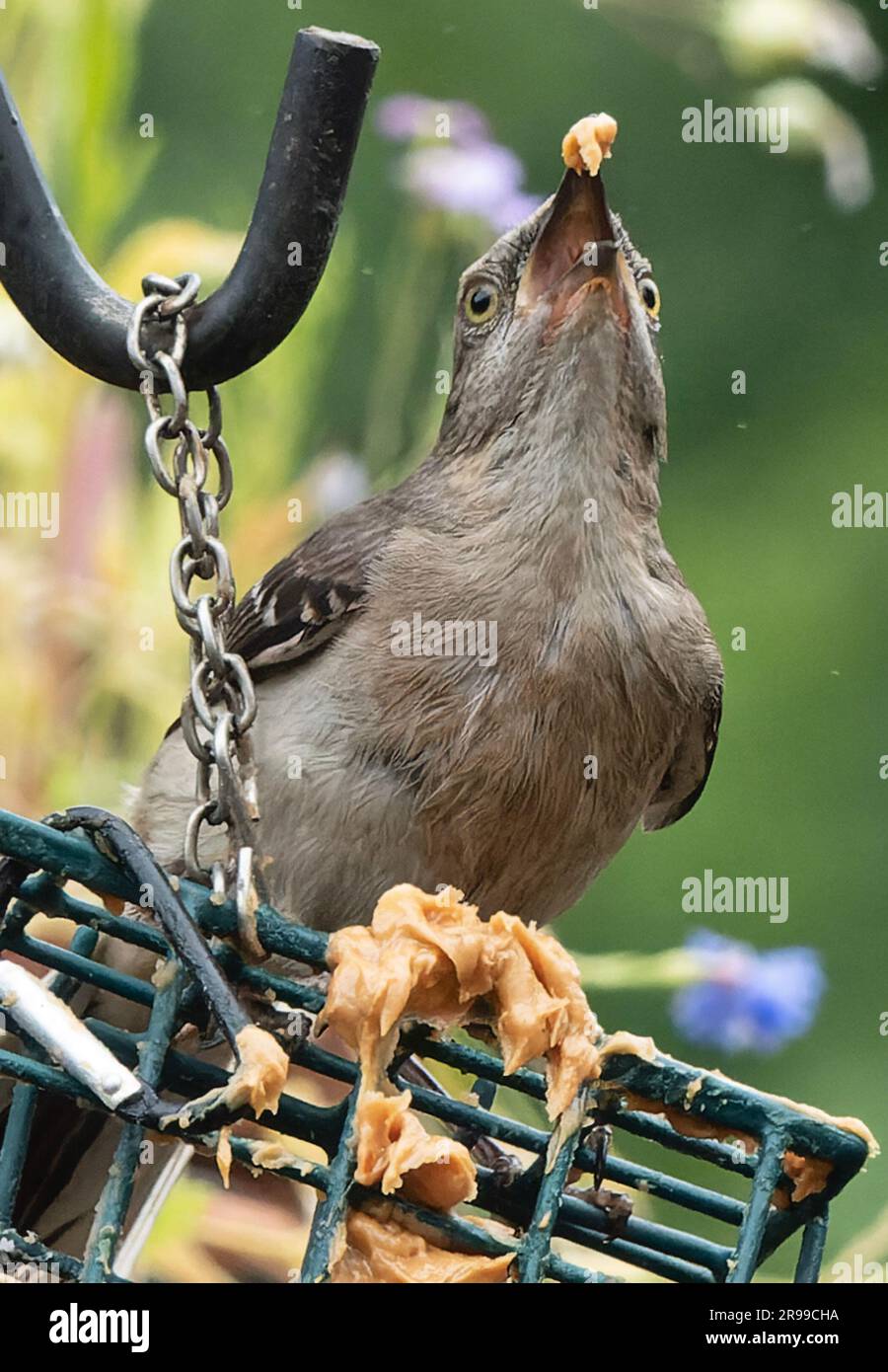 A Northern Mockingbird on a suet feeder Stock Photo - Alamy