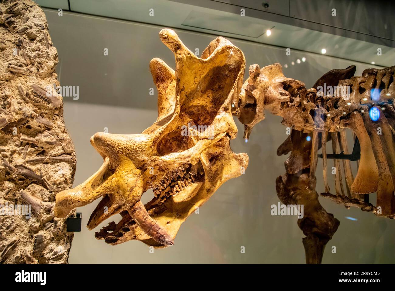 the uintatherium anceps ("Beast of the Uinta Mountains") in global ...