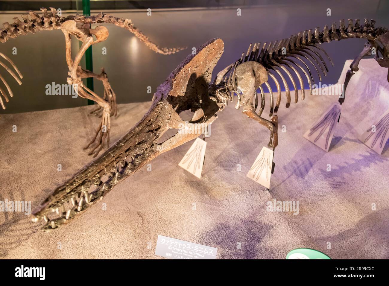 the kutchicetus minimus in global gallery National Museum of Nature and ...