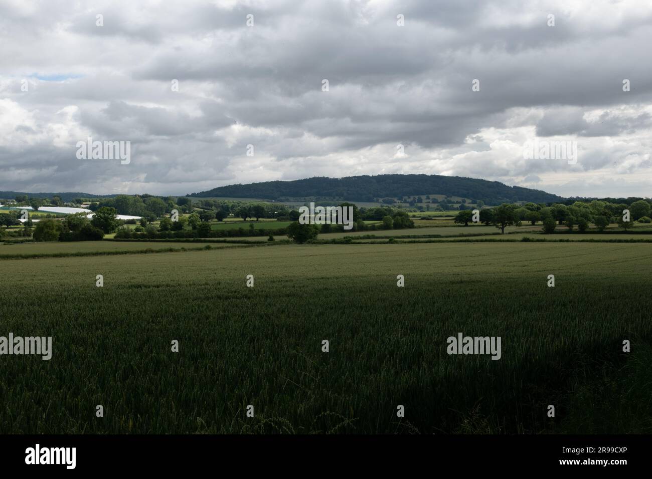 Wheatfield with Garnons Hill in the distance, Herefordshire, England ...