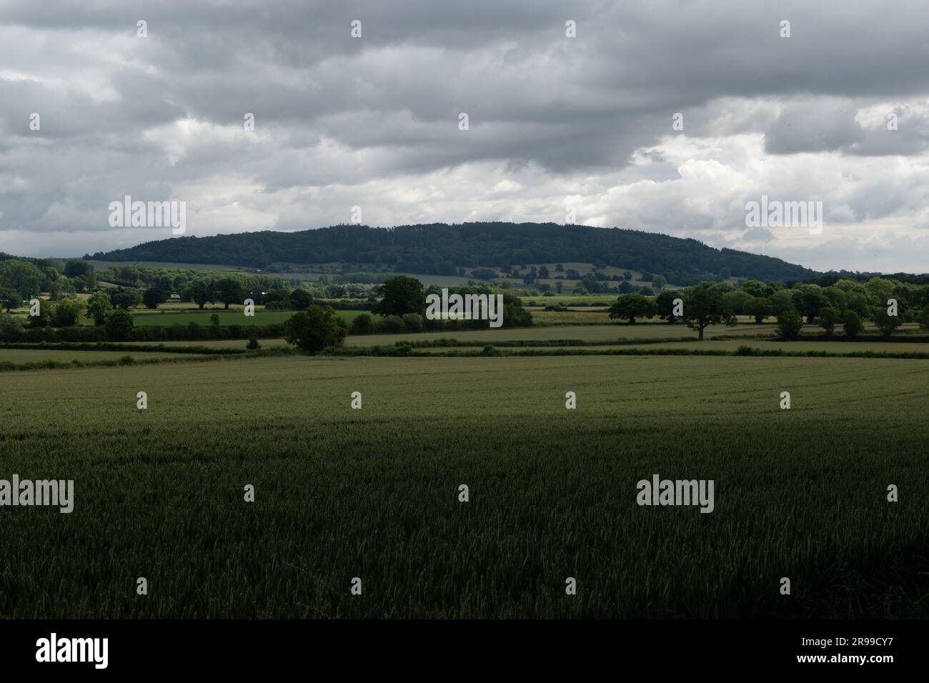 Wheat field with Garnons Hill in the distance, Herefordshire, England ...