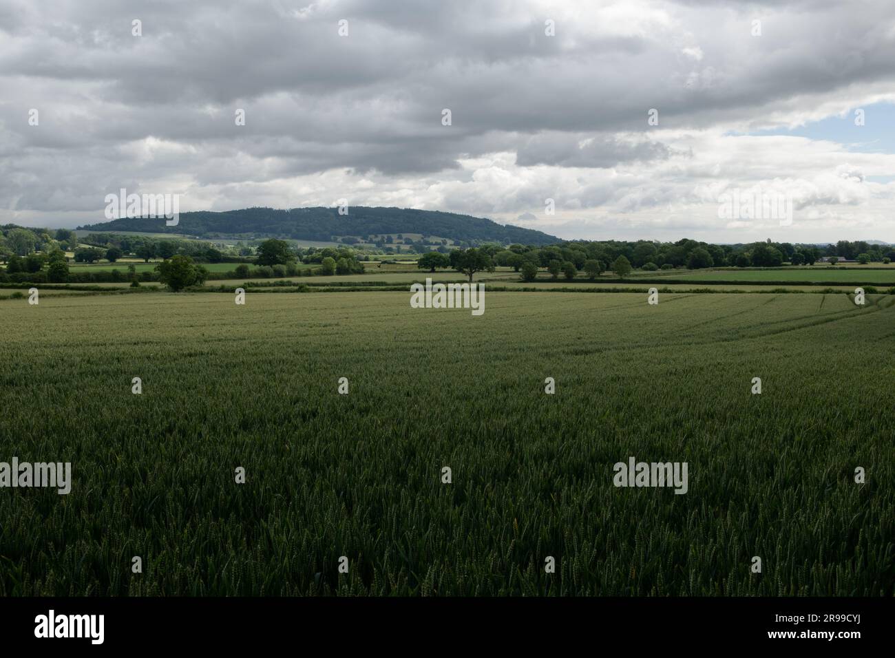 Wheat field with Garnons Hill in the distance, Herefordshire, England ...