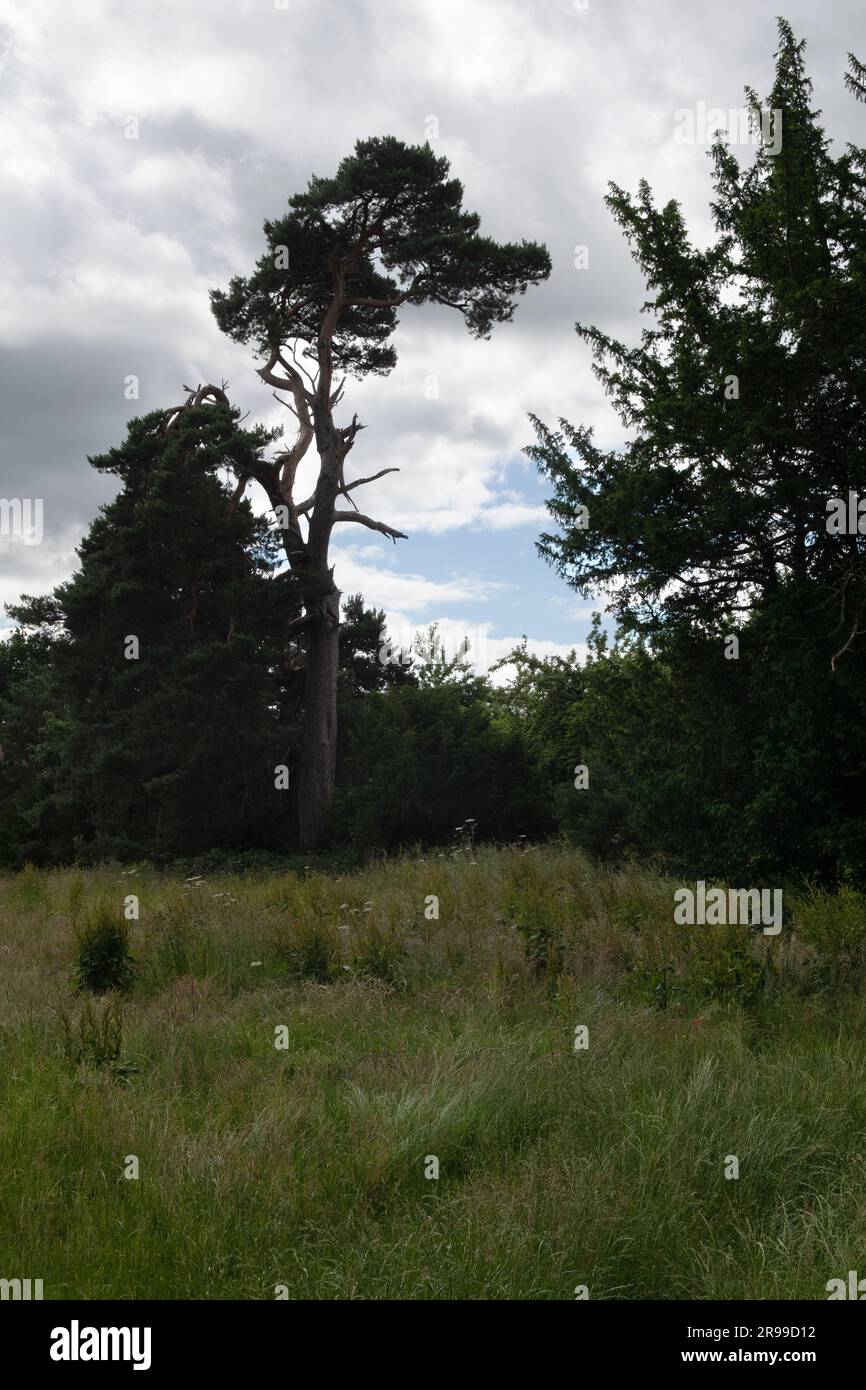 Picturesque scots pine hi-res stock photography and images - Alamy