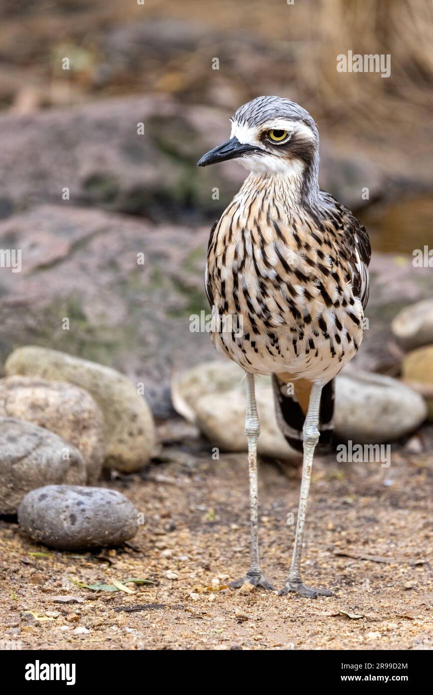 Bush stone-curlew, Burhinus grallarius also know as the Bush Thick-knee ...