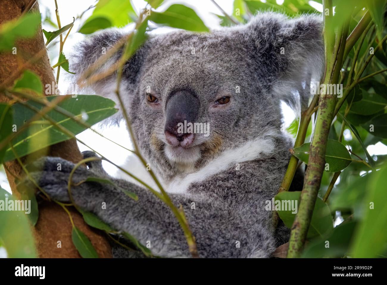 An adult koala, Phascolarctos cinereus, in a tree, Sydney, Australia ...