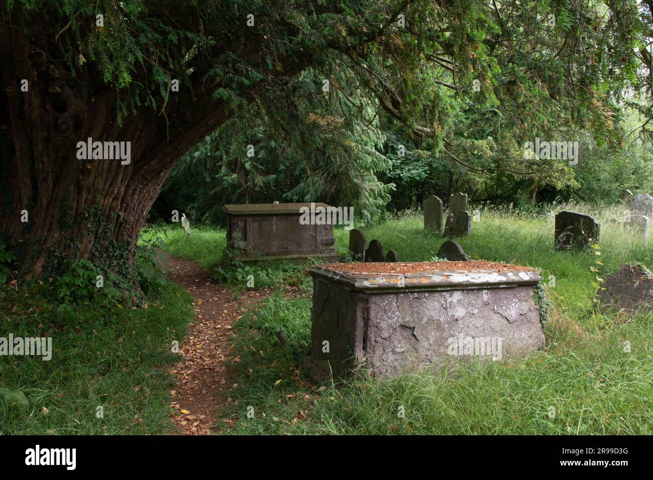 Yew tree churchyard cemetery hi-res stock photography and images - Alamy