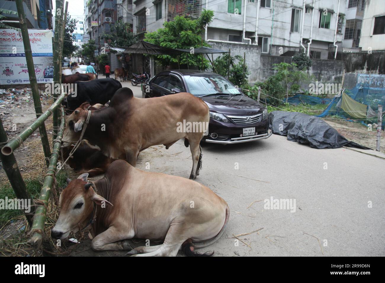 Dhaka Bangladesh 25jun2023,Despite the ban of the city corporation,the ...