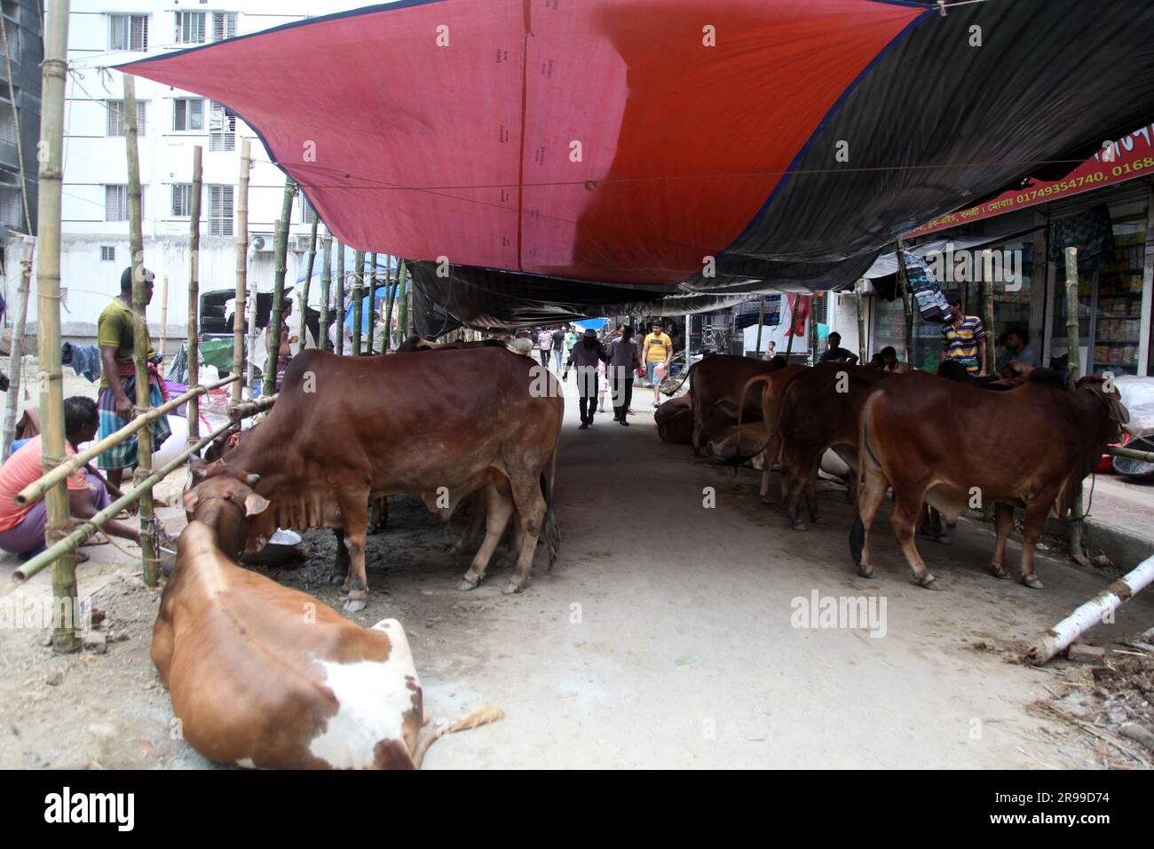 Dhaka Bangladesh 25jun2023,Despite the ban of the city corporation,the ...
