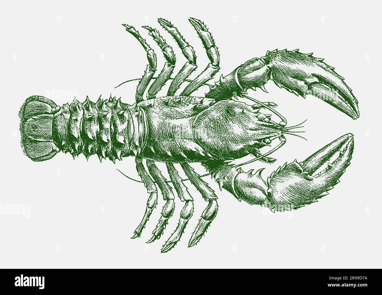 Eastern crayfish Stock Vector Images - Alamy