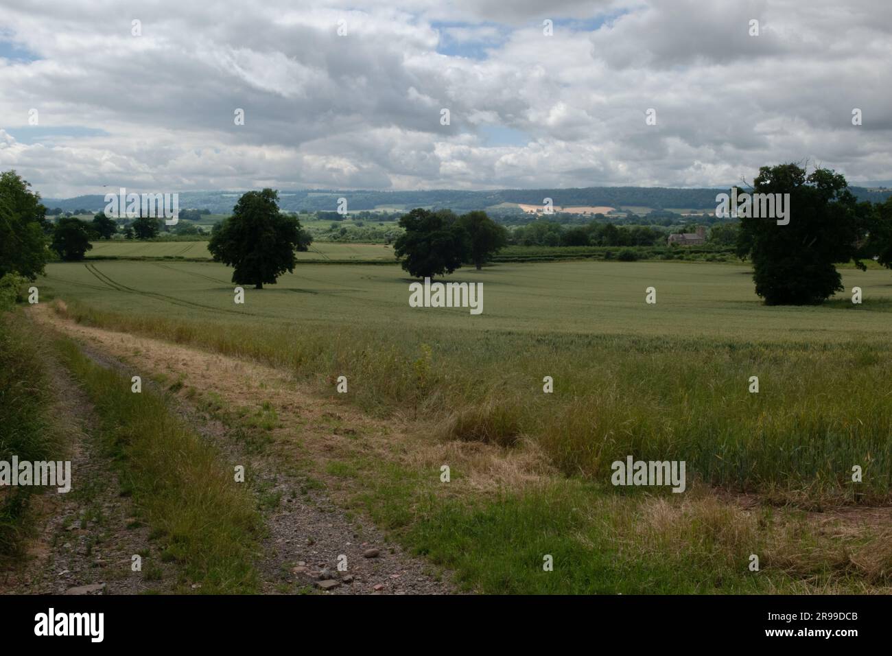Lines in wheatfield hi-res stock photography and images - Alamy