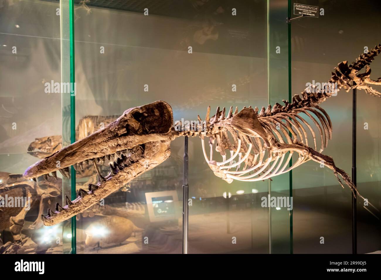 Ambulocetus ambulocetus natans hi-res stock photography and images - Alamy