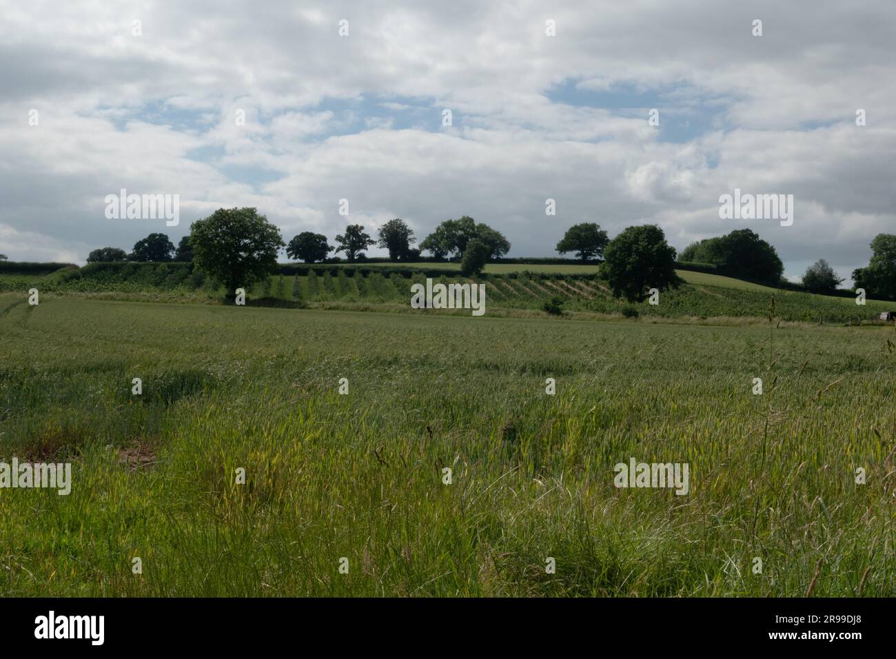 Breinton common hi-res stock photography and images - Alamy