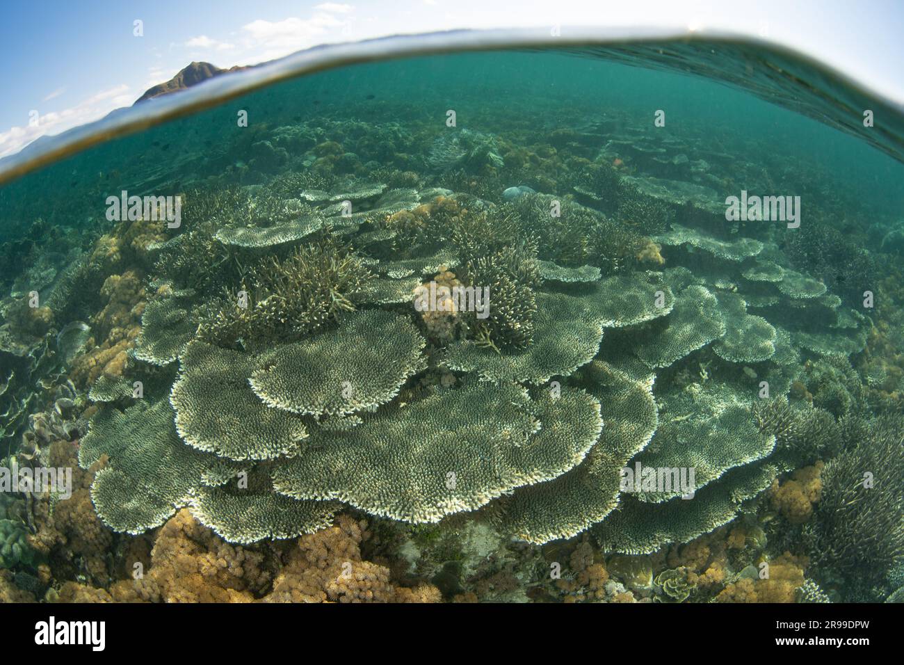 Reef-building corals thrive on a biodiverse reef in Komodo National ...