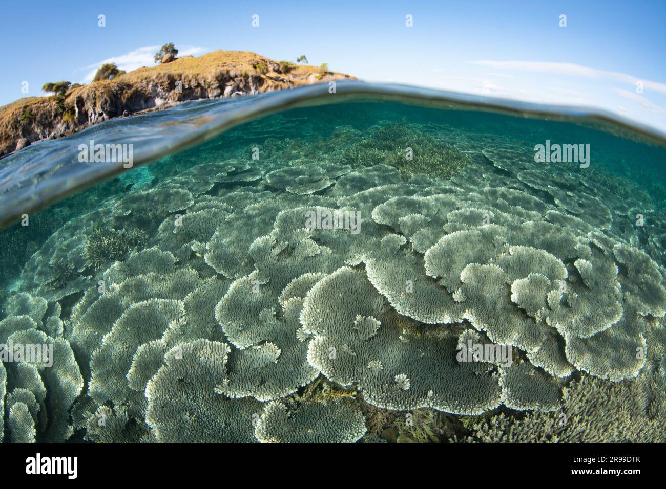 Reef-building corals thrive on a biodiverse reef in Komodo National ...