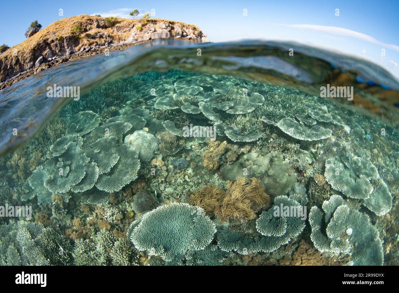 Reef-building corals thrive on a biodiverse reef in Komodo National ...