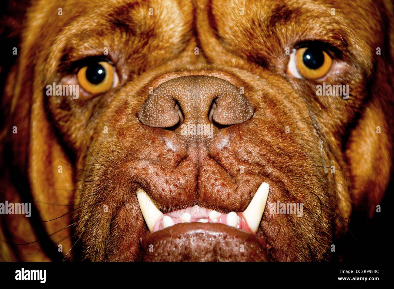 Face of a dog with long teeth Stock Photo - Alamy