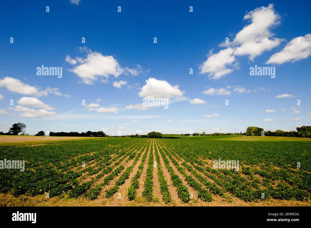 Field with rows of plants Stock Photo - Alamy