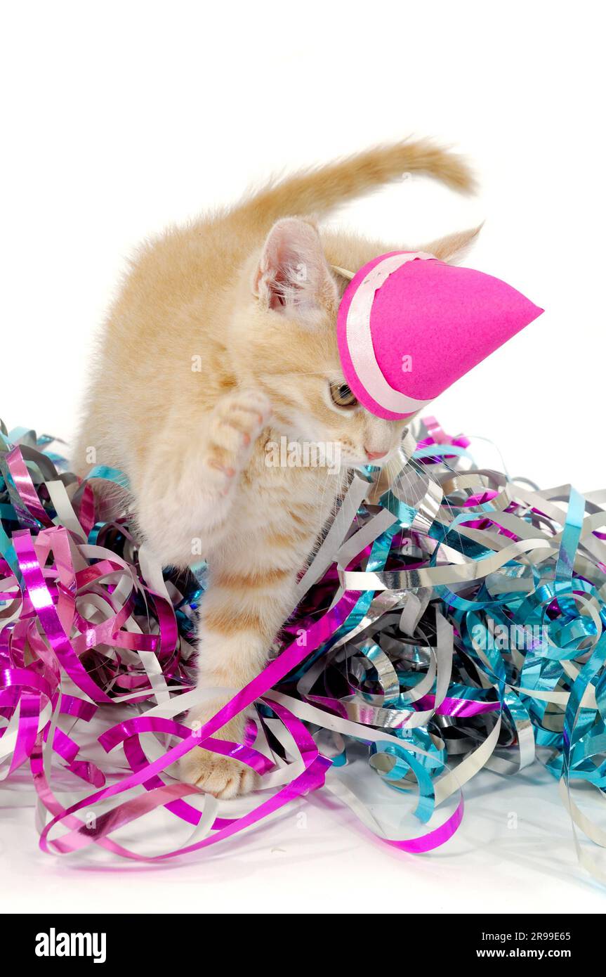 Sweet cat kitten with hat in confetti Stock Photo - Alamy