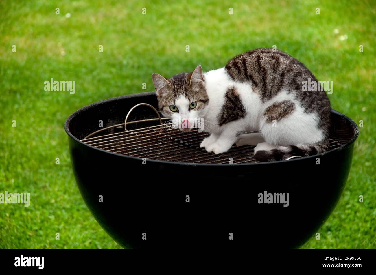 Cat on grill hi-res stock photography and images - Alamy