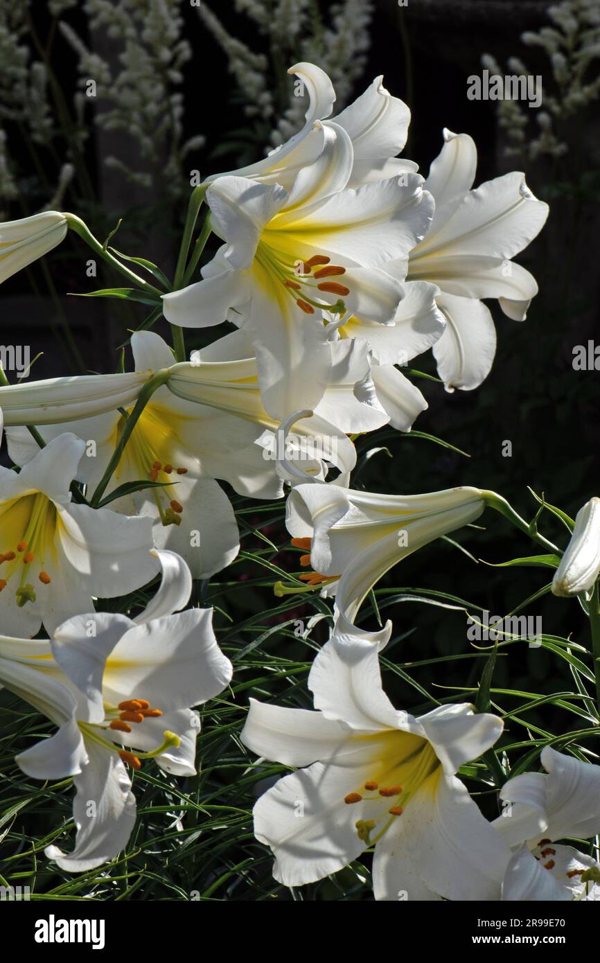 Heavily scented white lily, Lilium Regale Album Stock Photo - Alamy