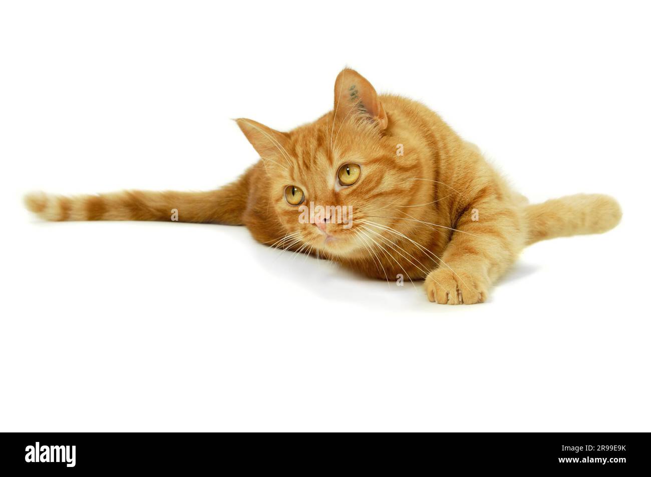 Red cat is resting on a white background looking at something Stock ...