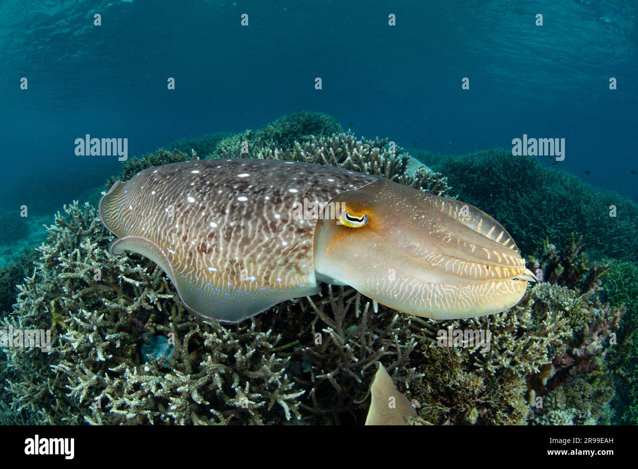 A Broadclub cuttlefish, Sepia latimanus, hovers over a coral reef in Komodo National Park ...
