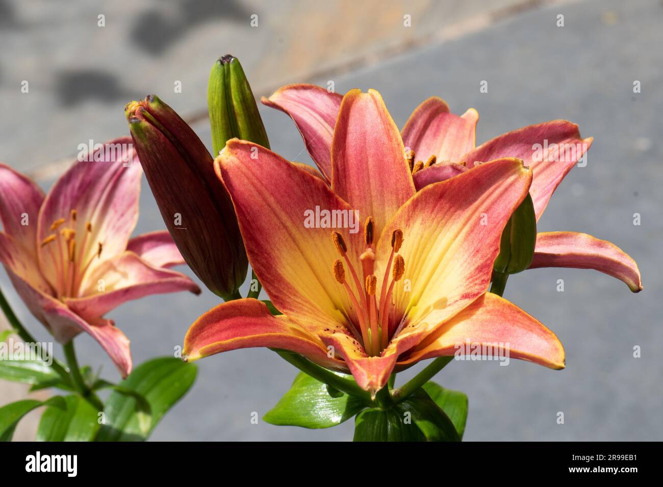 Apricot pink trumpet hi-res stock photography and images - Alamy