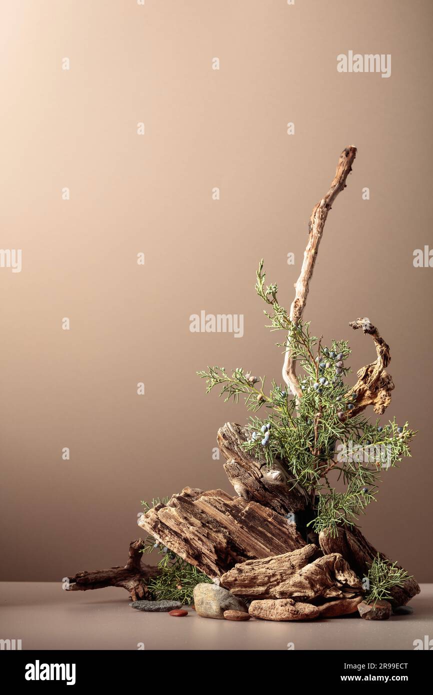 Abstract nature scene with a composition of juniper and dry snags ...