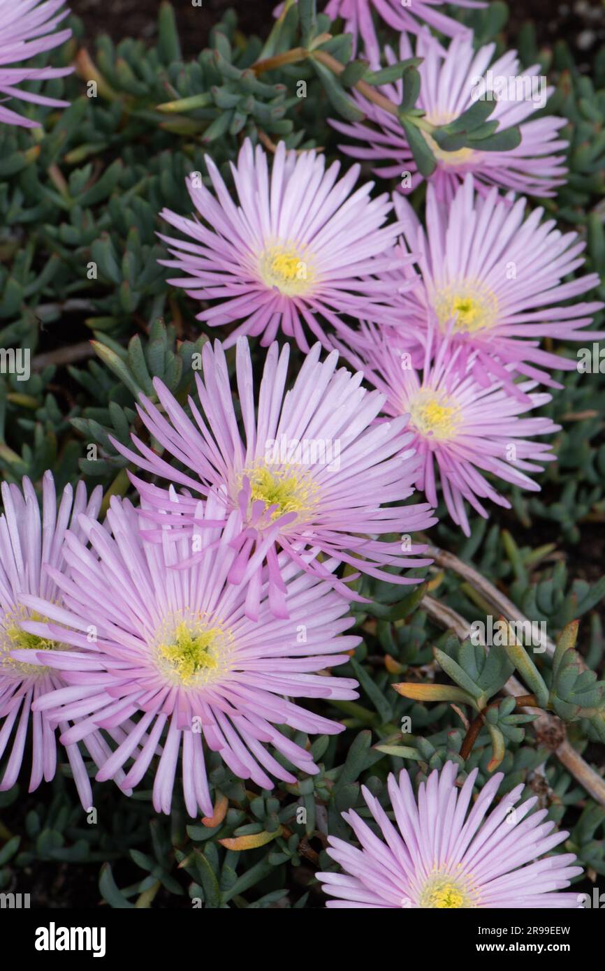 Bright pink livingstone daisy hi-res stock photography and images - Alamy