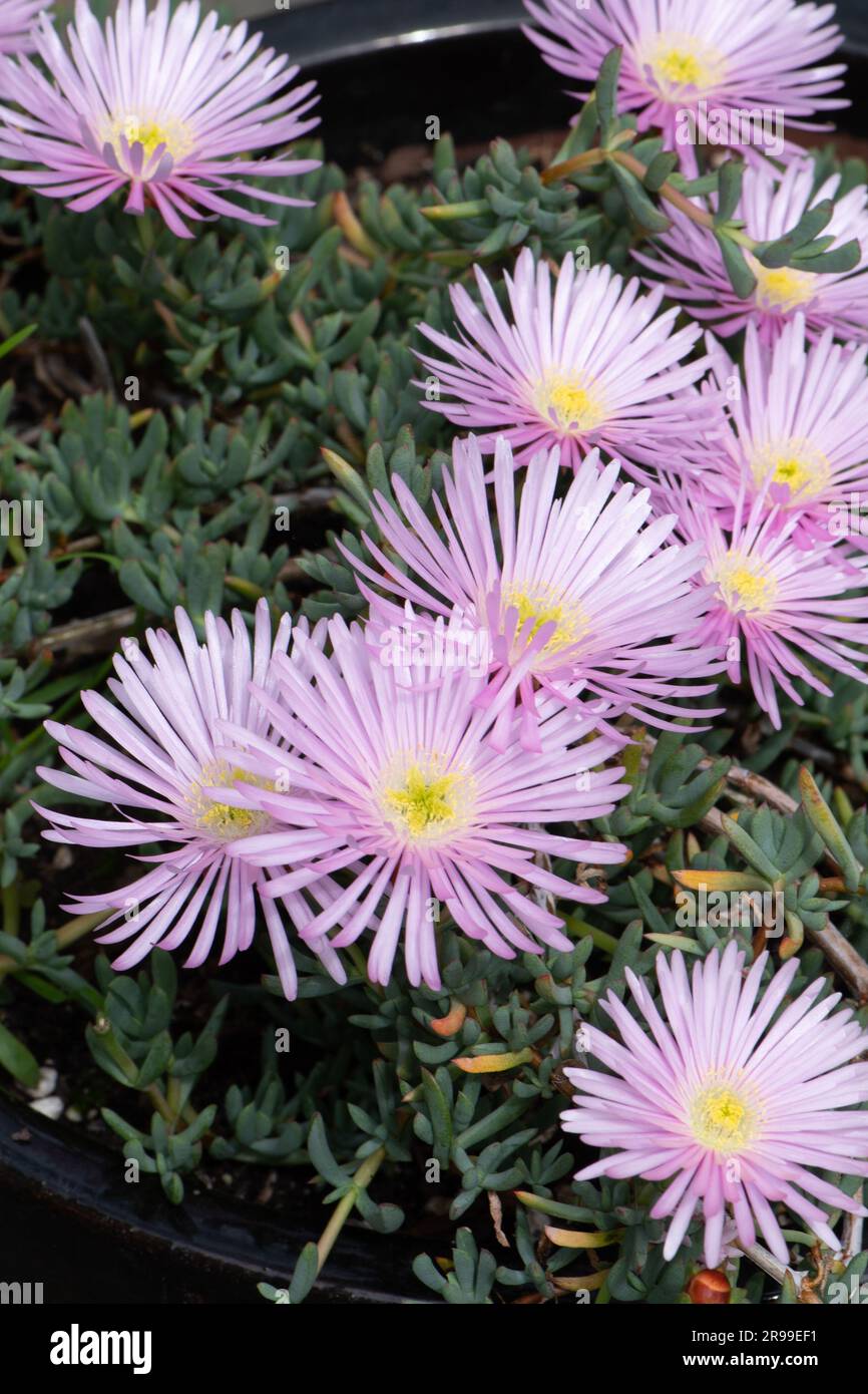 Pink lampranthus spectabilis hi-res stock photography and images - Alamy