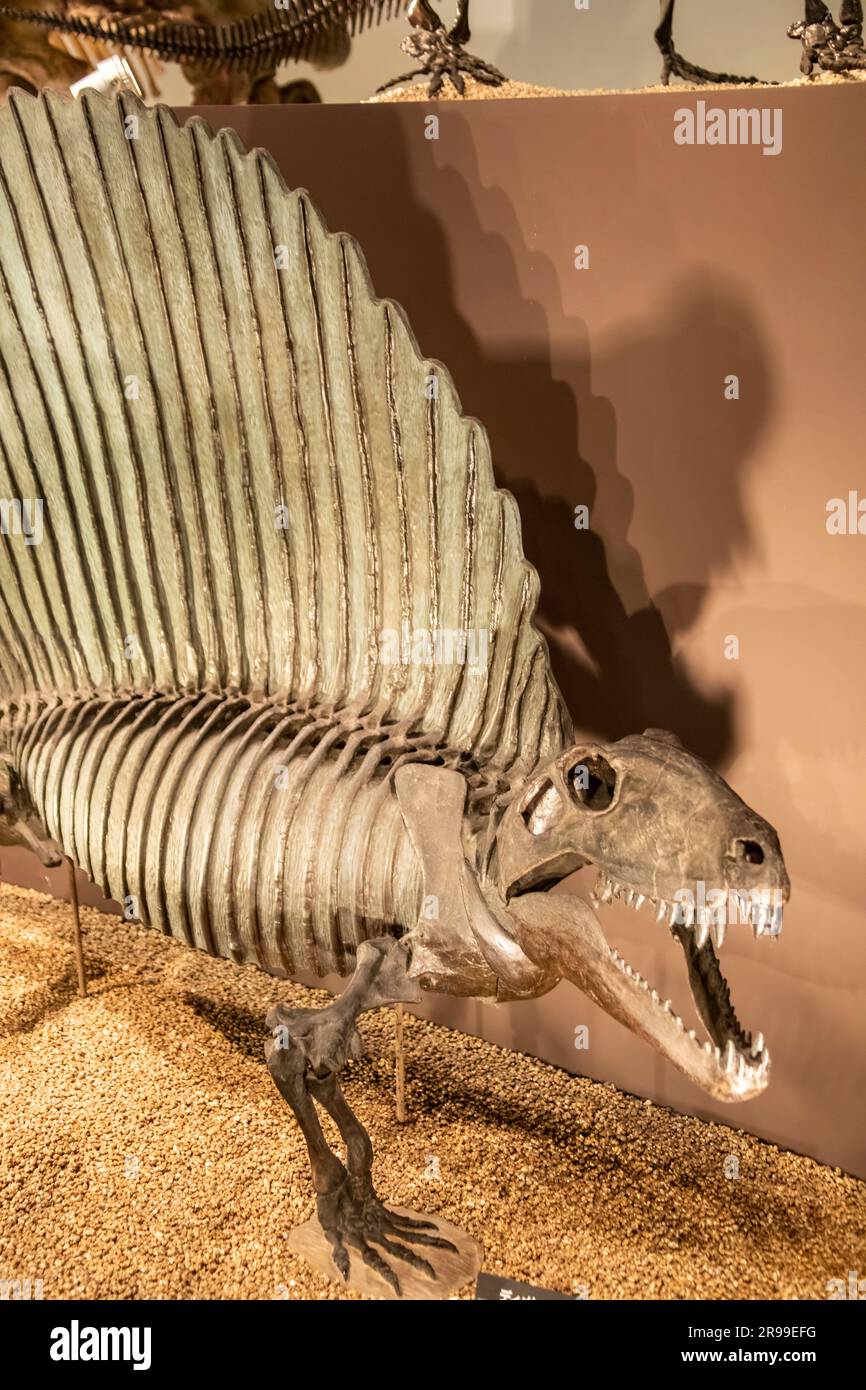 the Dimetrodon "two measures of teeth" in global gallery National ...