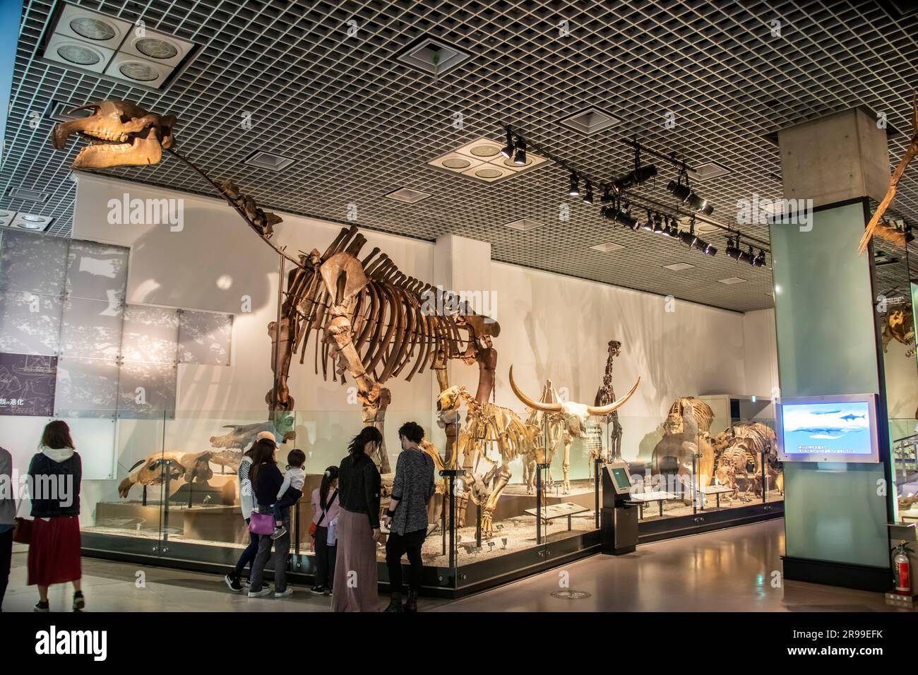 the exhibition "Evolution of life – From the Earth’s Origin through ...