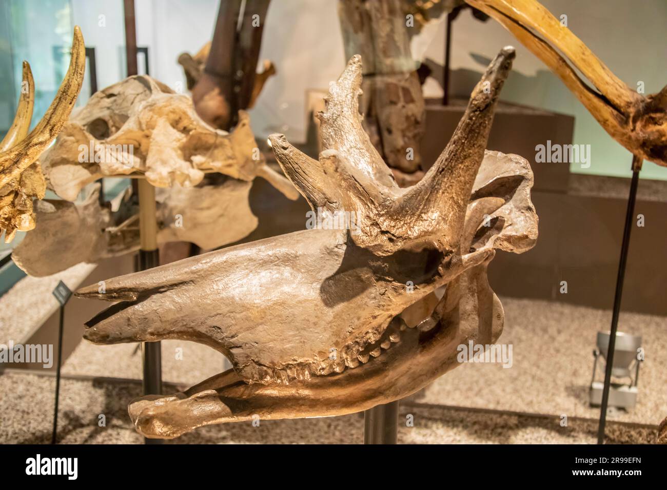 the Samotherium ("beast of Samos"in global gallery National Museum of ...