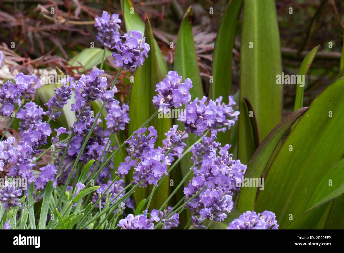 Lavandula angustifolia 'Hidcote' Stock Photo - Alamy