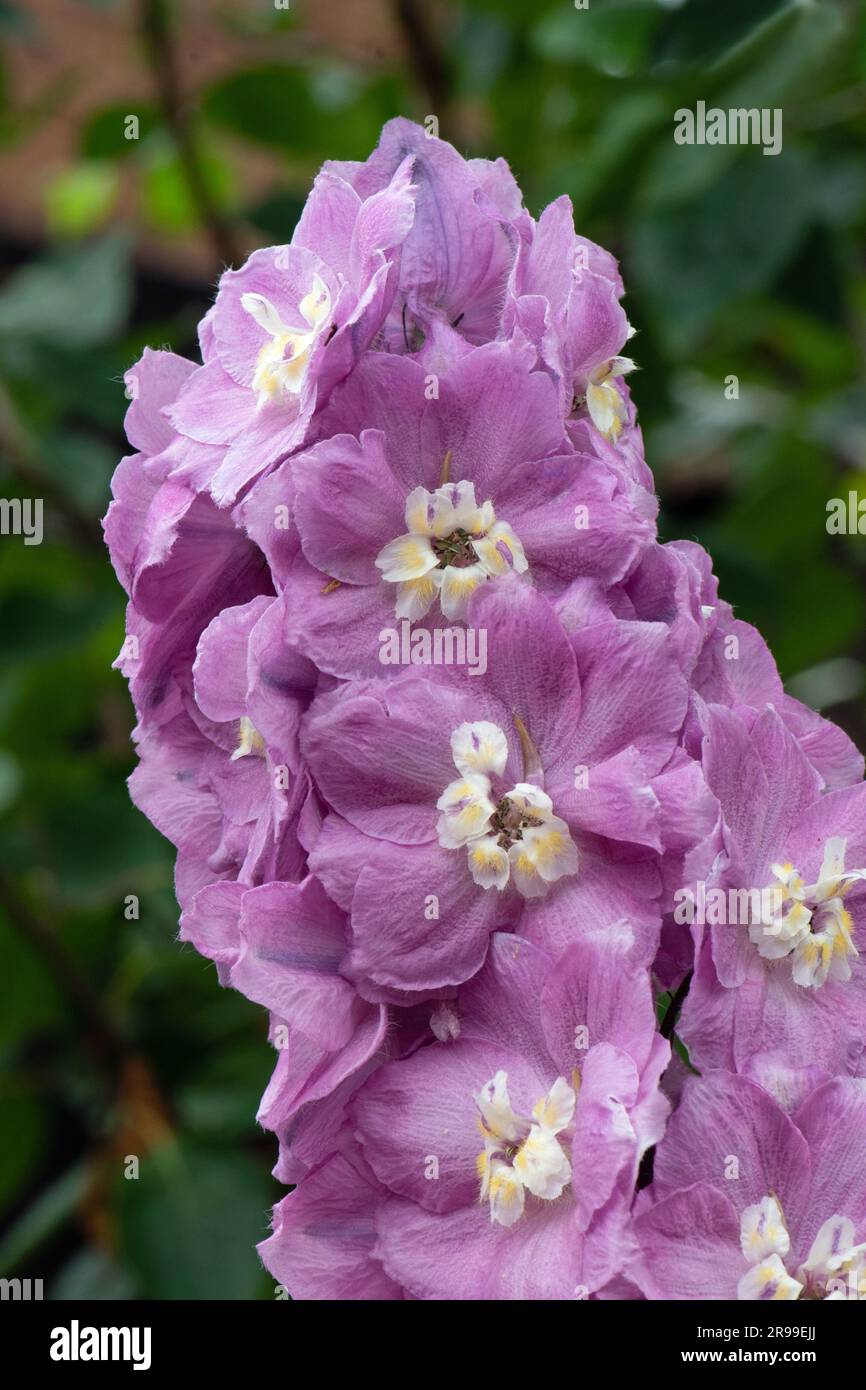 Pink Delphinium Millennium 'Sweethearts' Stock Photo - Alamy