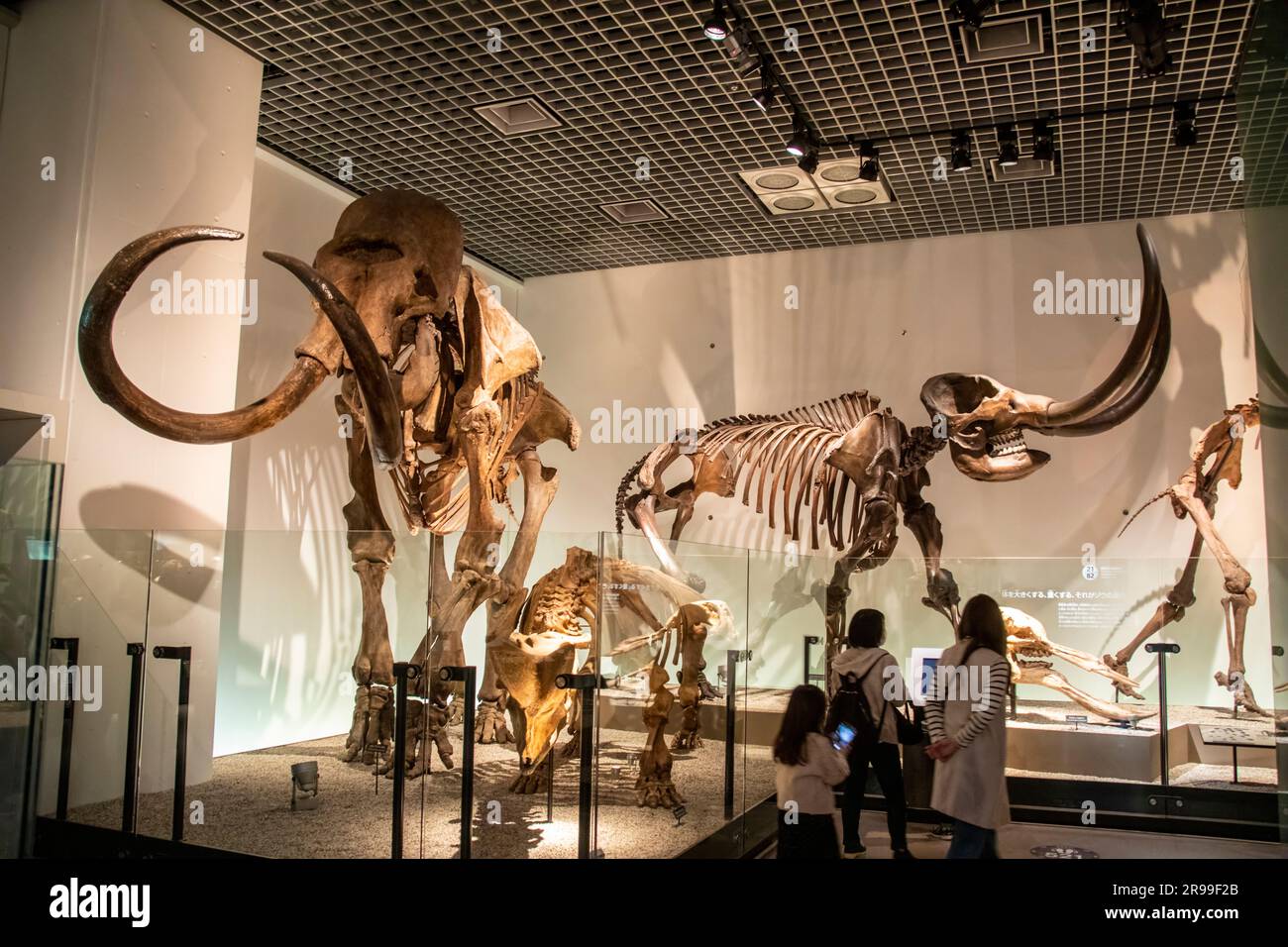 the exhibition "Evolution of life – From the Earth’s Origin through ...