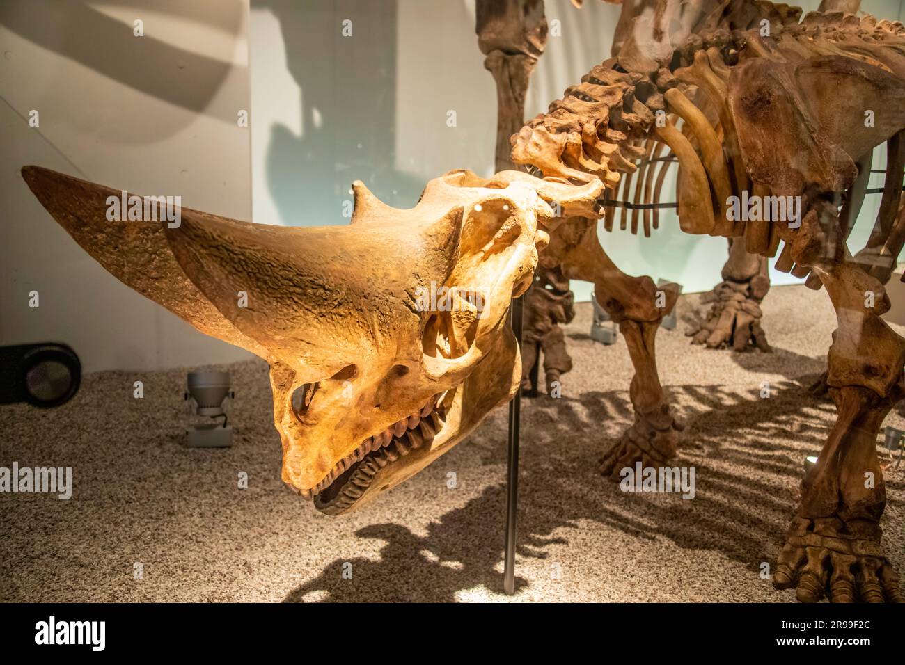 Tokyo Japan Mar 11th 2023: the arsinoitherium zitteli in global gallery National Museum of ...
