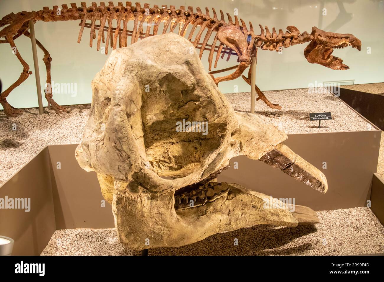 the Gomphotherium in global gallery National Museum of Nature and ...