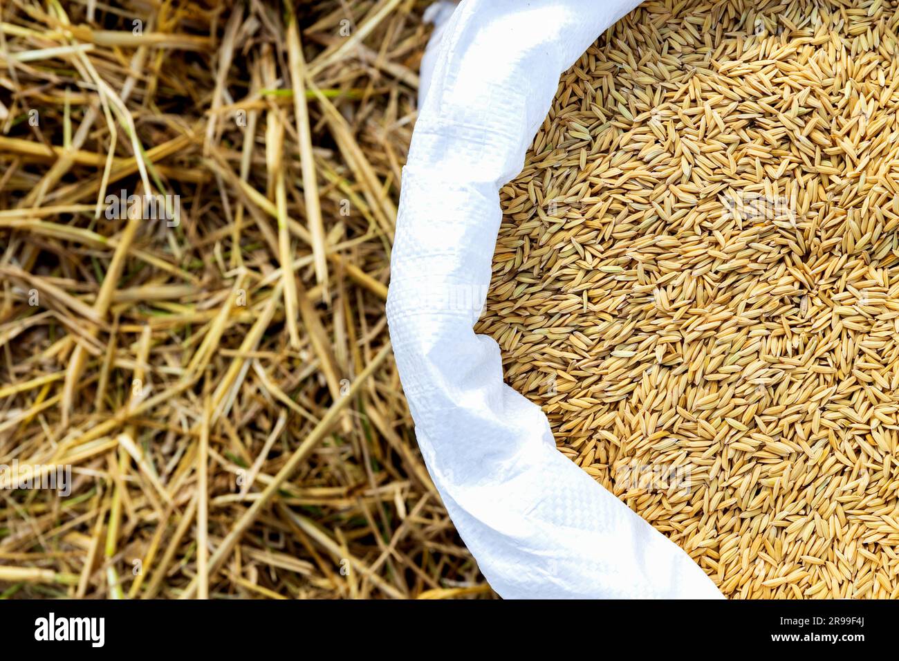 golden rice paddy in white sack. paddy in harvest. top view Stock Photo ...