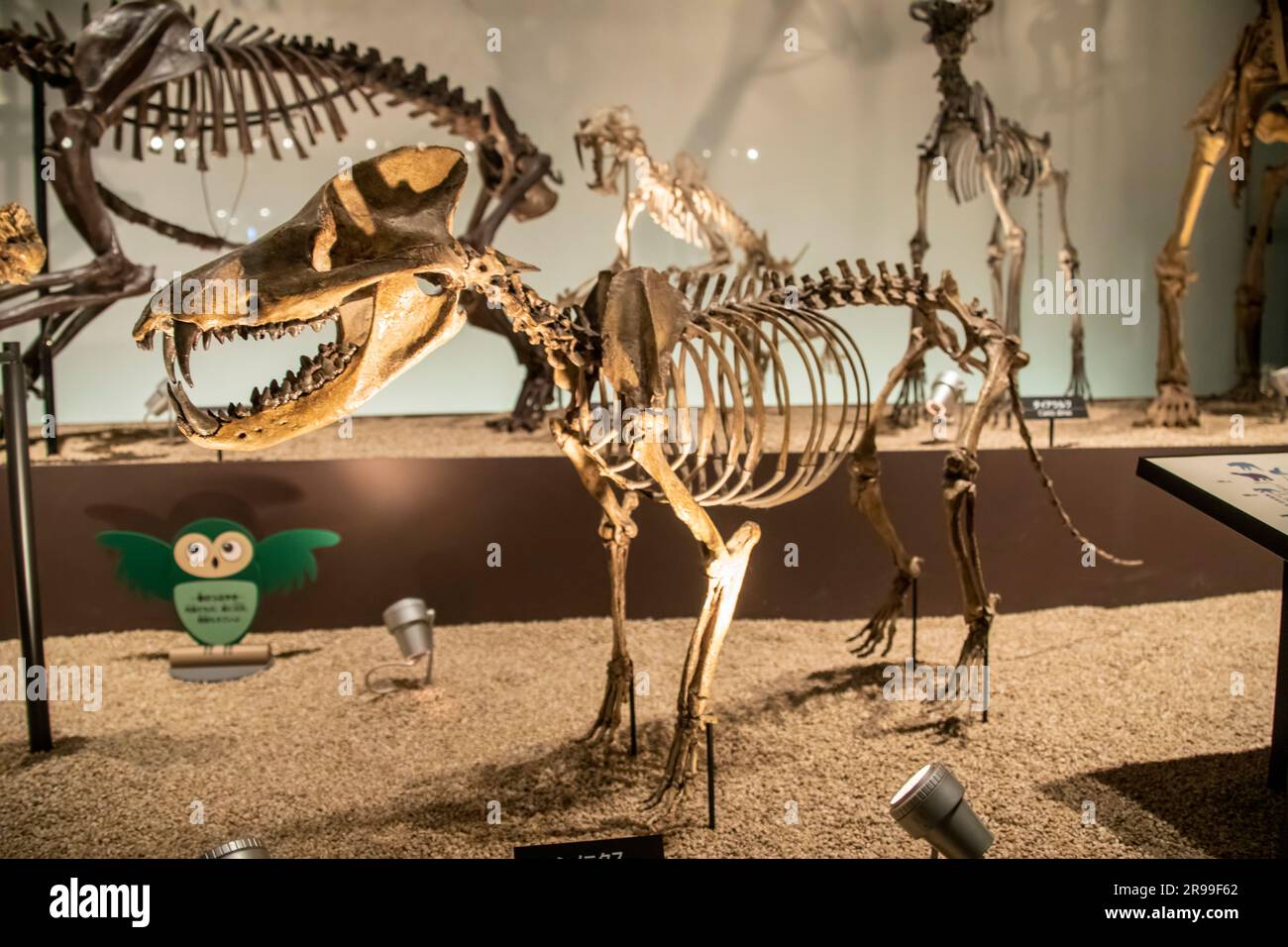 Tokyo Japan Mar 11th 2023: the sinonyx jiashanensis ("Chinese claw") in ...
