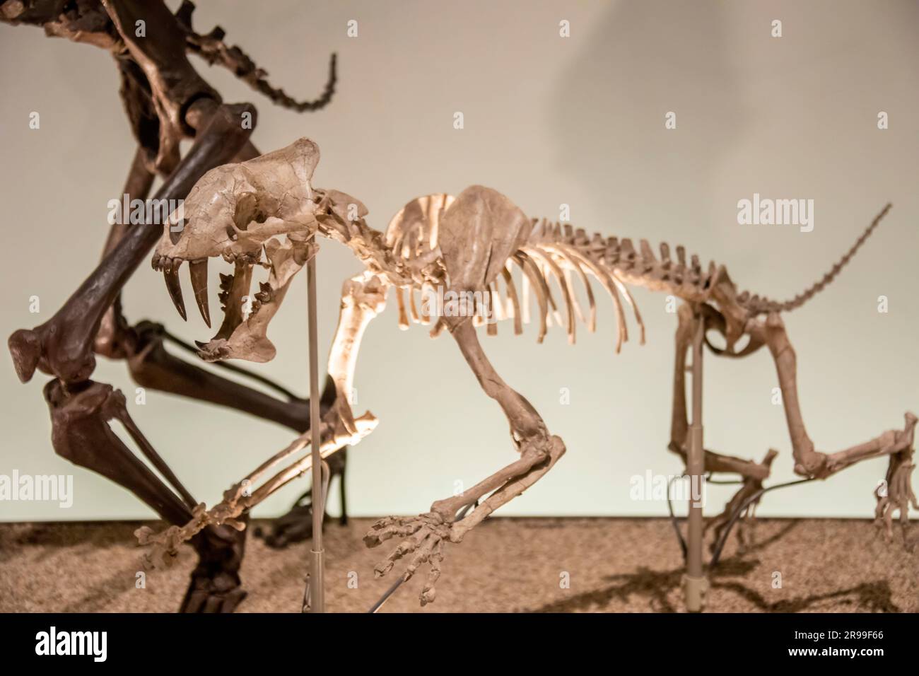 Sabertooth hi-res stock photography and images - Alamy