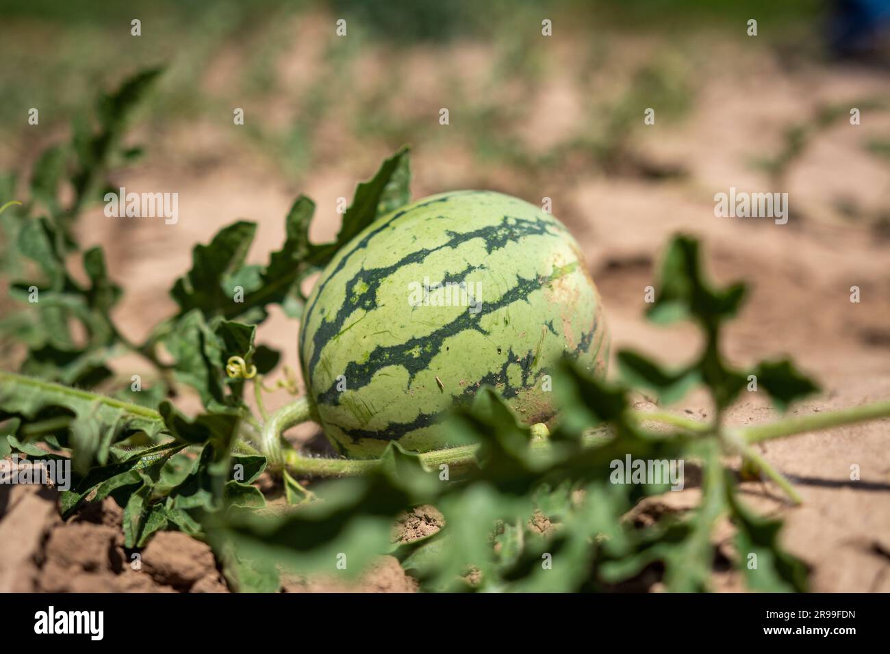 A ripe watermelon lies on the ground, surrounded by lush green foliage ...
