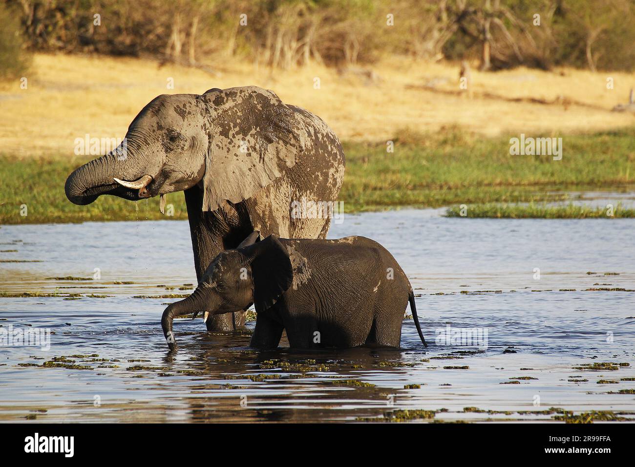 African Elephant, loxodonta africana, Mother and Calf in Khwai River ...