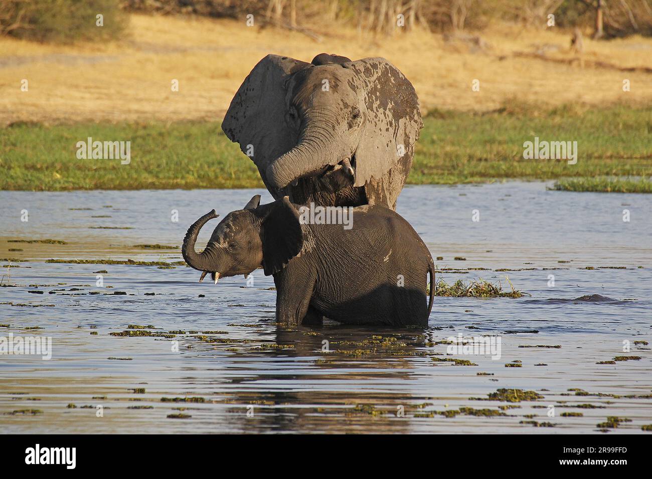 African Elephant, loxodonta africana, Mother and Calf in Khwai River ...